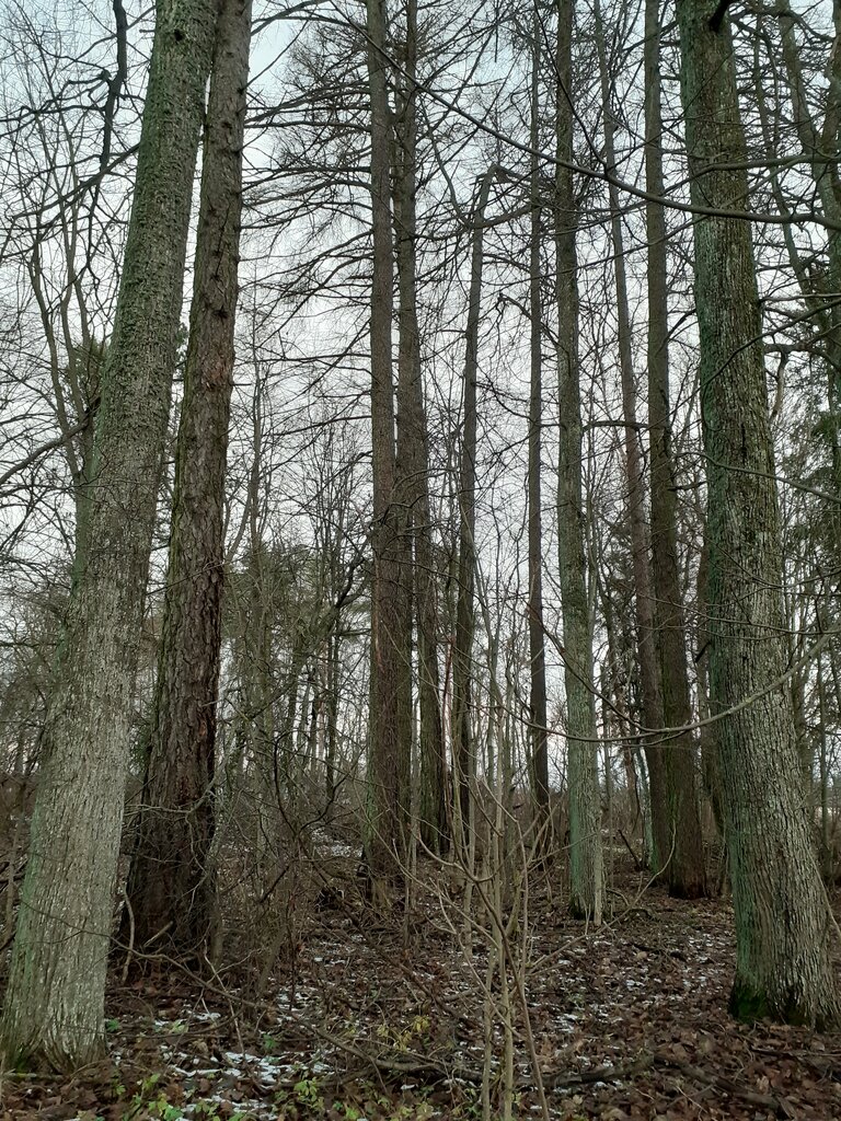 Kültür ve eğlence parkları парк усадьбы Низковицы, Saint‑Petersburg ve Leningradskaya oblastı, foto