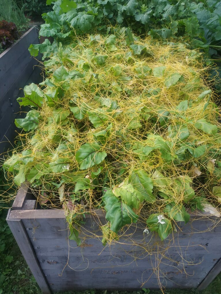 Teslimat noktası Дачная азбука, Moskova ve Moskovskaya oblastı, foto