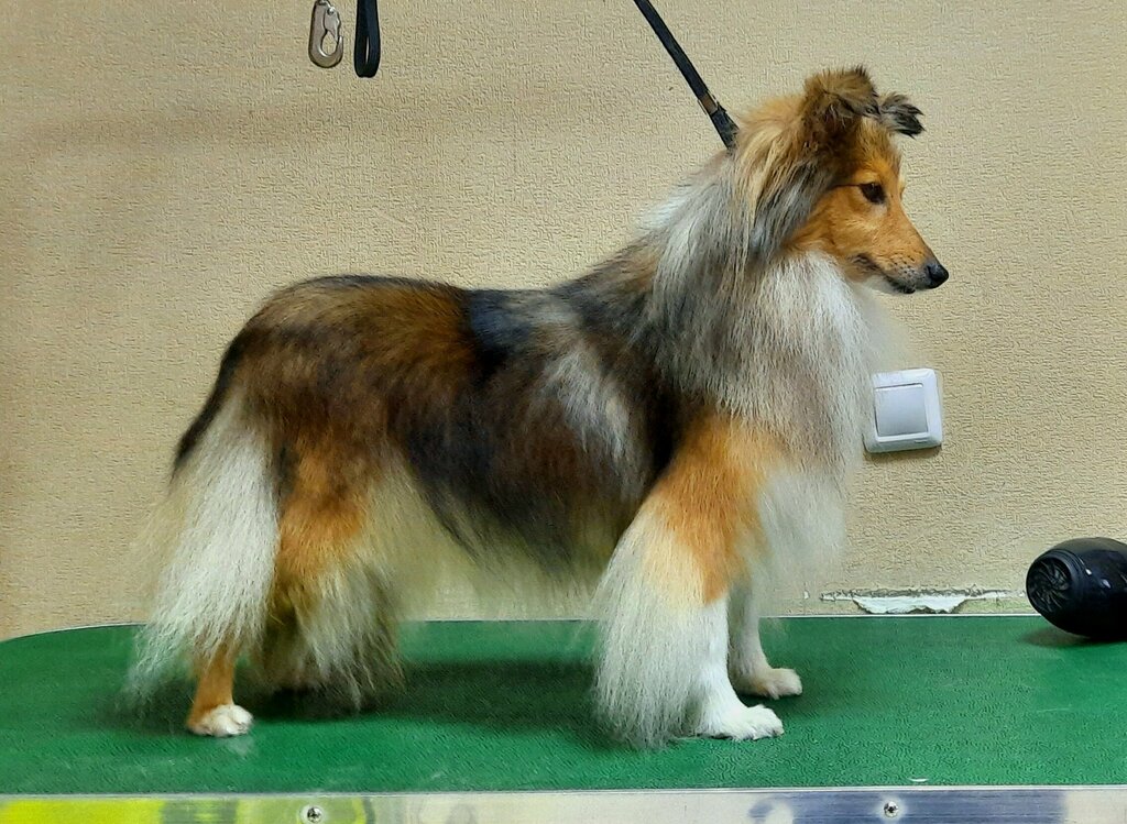 Veteriner klinikleri ZOOцентр Легион, Çernogorsk, foto