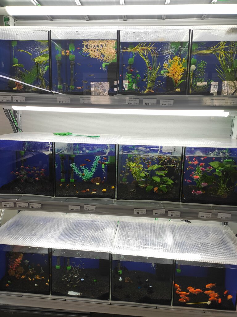 Petshop Хвостик, Izhevsk, foto