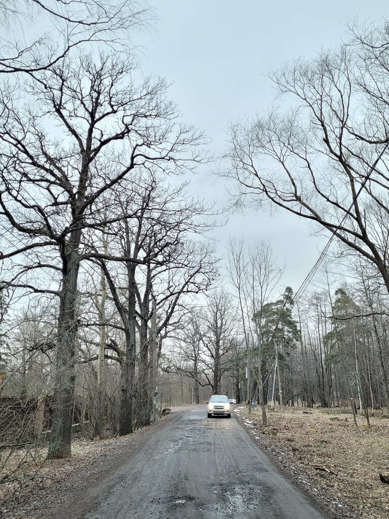 Turistik yerler Центральная аллея-дорога усадьбы Мордвиновых, Lomonosov, foto