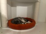 PetHotel Vnukovo (Sosnovaya ulitsa No:9, derevnya Meshkovo), pet otel  Moskova'dan