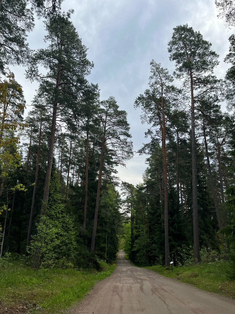 Doğa Растения в сосняках, Karelya, foto