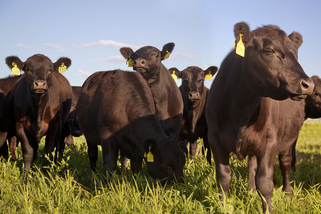 Hayvancılık Ферма крупного рогатого скота Первомайское агропромышленного холдинга Мираторг, Brianskaya oblastı, foto
