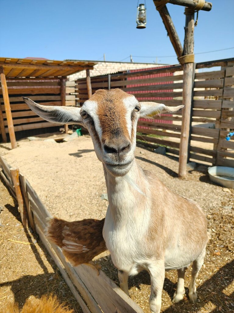 Resort oteller, tesisler Sunhouse aktau, Mangıstav eyaleti, foto
