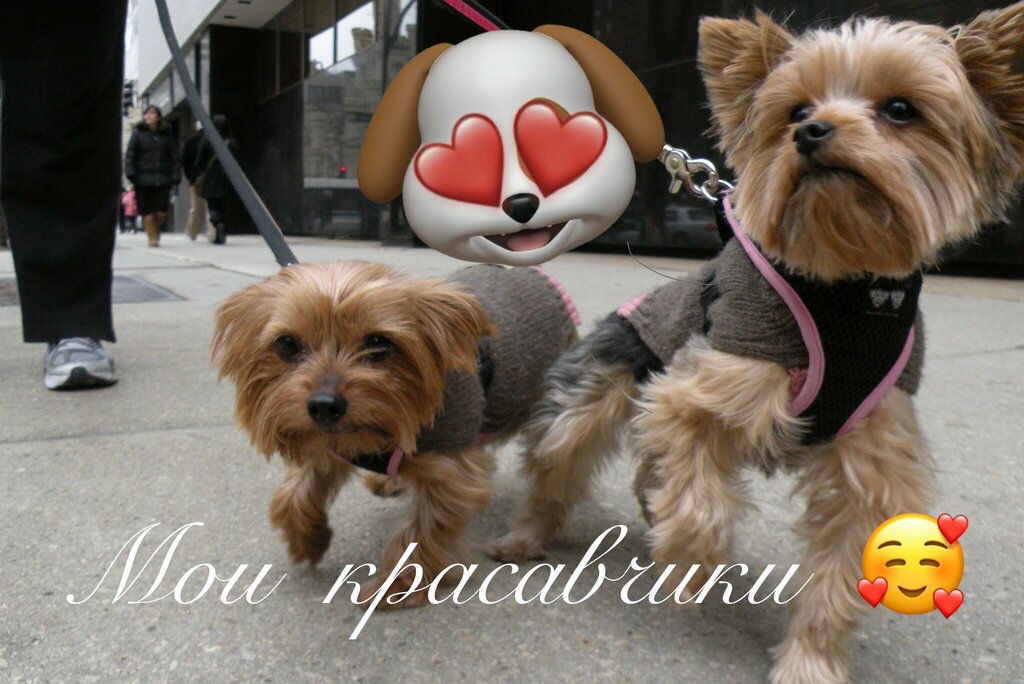 Evcil hayvan kuaförleri Четыре Лапы Груминг, Moskova, foto