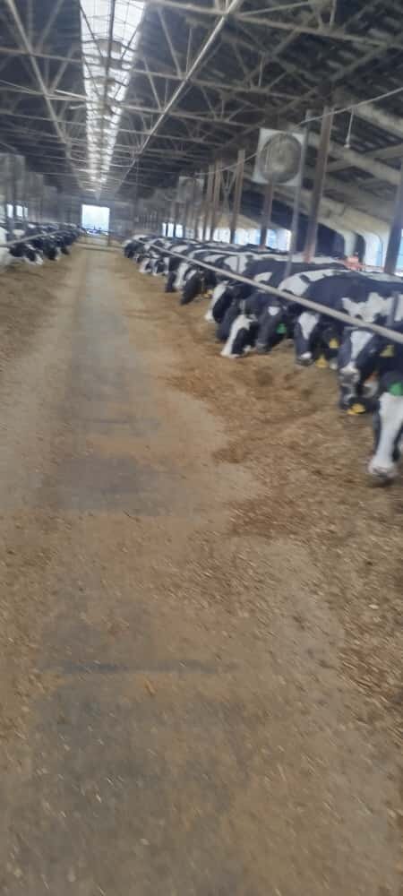 Tarım firmaları Молочно-товарная ферма № 6, Krasnodarski krayı, foto