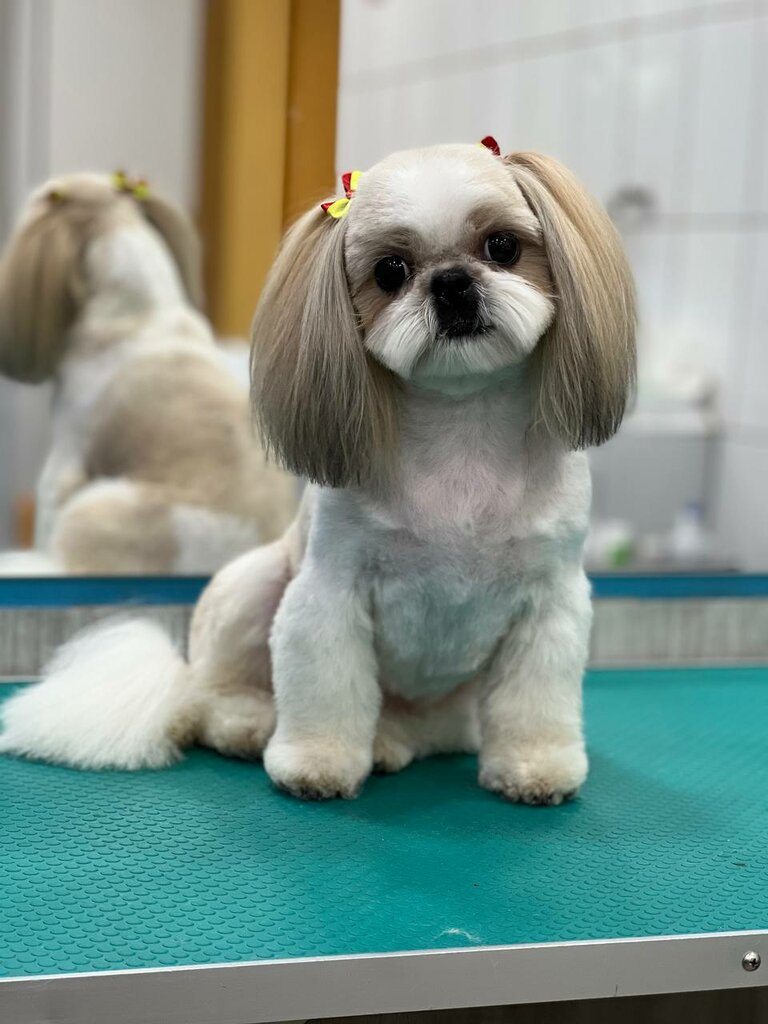 Evcil hayvan kuaförleri Groom, Krasnoturyinsk, foto