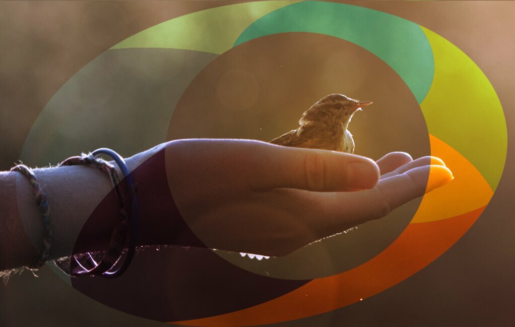 Evcil hayvanlar için ürünler Триол, Moskova, foto