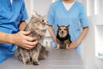 Top Vet Clinic (34th Street, Al Jadaf, Ras Al Khor, Dubai), veteriner klinikleri  Dubai'den
