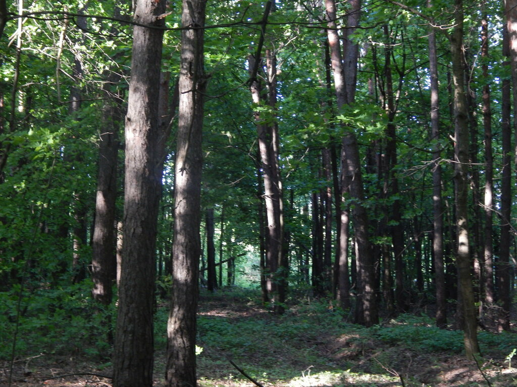 Orman урочище Проходное, Kurskaya oblastı, foto