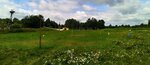 Футбольное поле (Pskov Region, Novorzhevskiy Municipal District, derevnya Zhadritsy), spor alanı  Pskovskaya oblastından