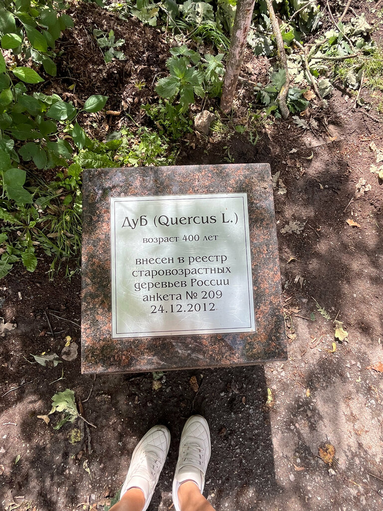 Doğa 400-летний Дуб, Velikiy Novgorod, foto