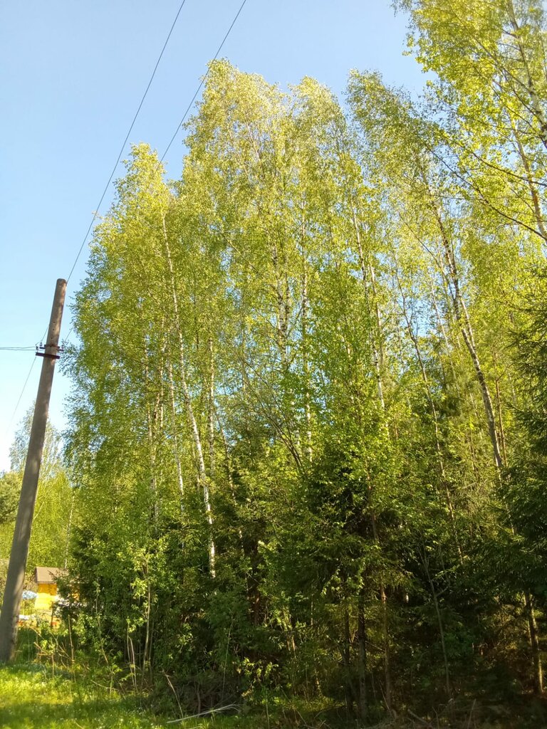 Bahçecilik dernekleri ve kuruluşları Берёзки, Yaroslavskaya oblastı, foto