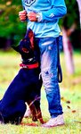 K9moscow (Znamenskaya Street No:8), köpek hizmeti  Moskova'dan