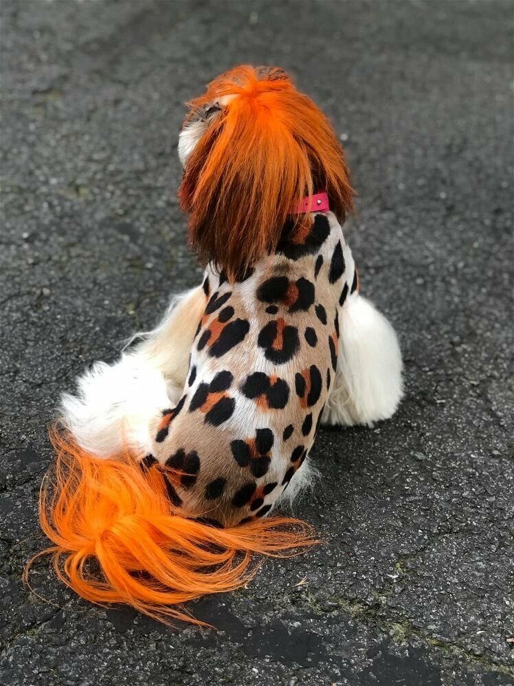 Evcil hayvan kuaförleri Уши лапы хвост, Murino, foto