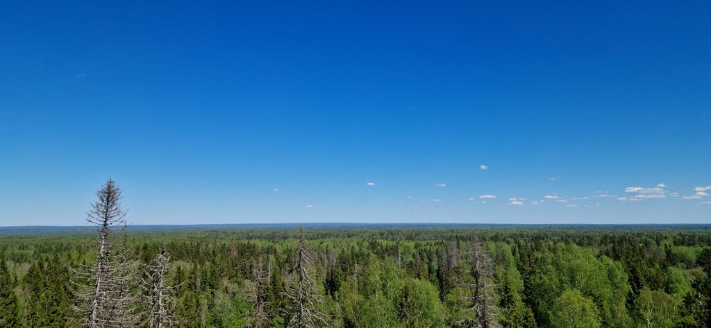 Seyir terası Смотровая площадка, Novgorodskaya oblastı, foto