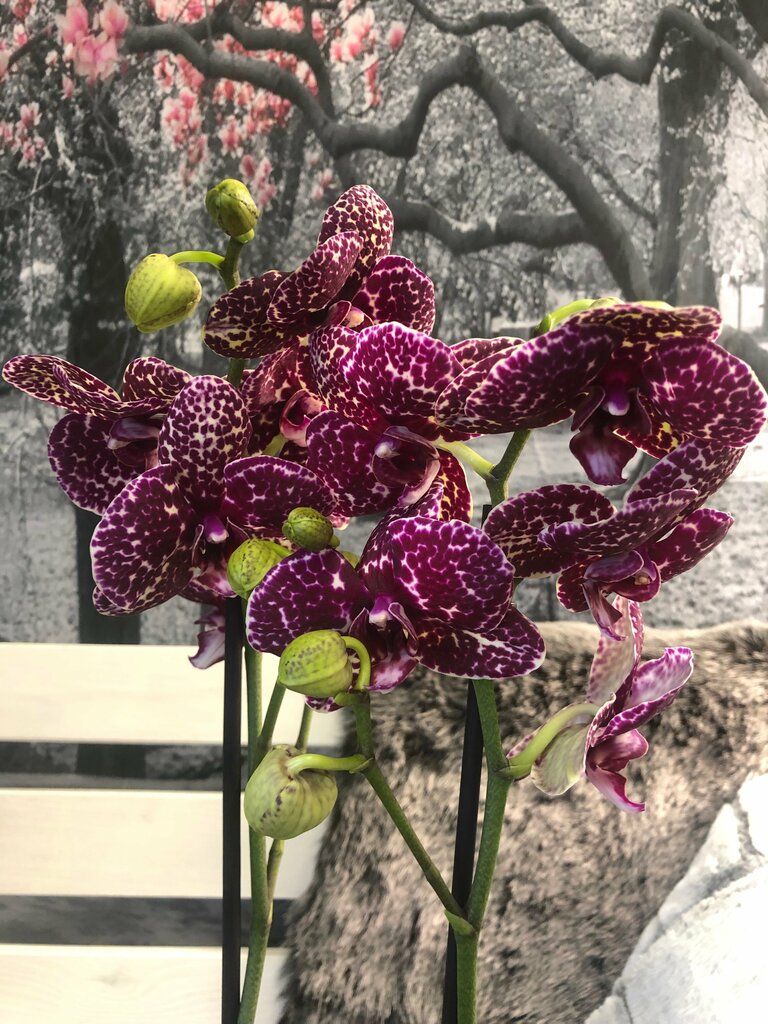 Çiçekçiler Tori_S_Orchids, Moskova, foto