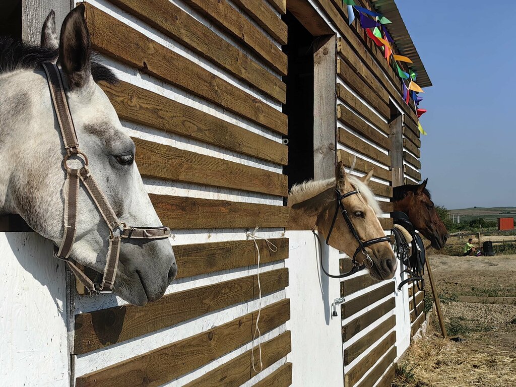 At ve binicilik kulüpleri Gold Mystang, Krasnodarski krayı, foto