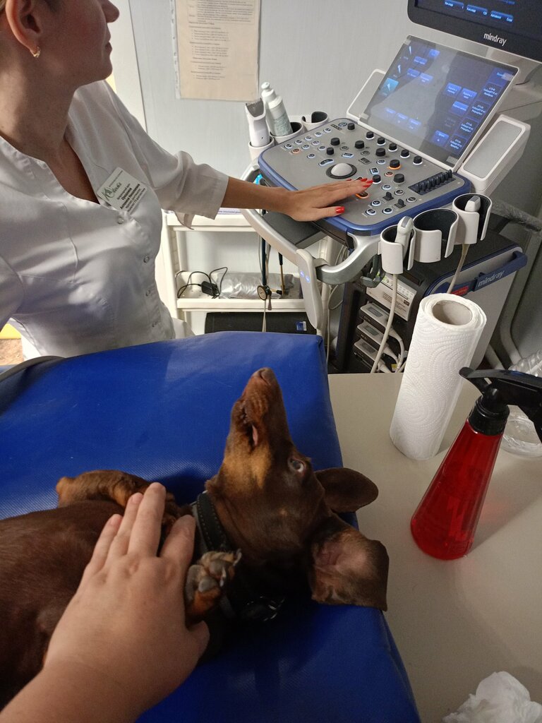 Veteriner klinikleri Ювента, Nijni Novgorod, foto
