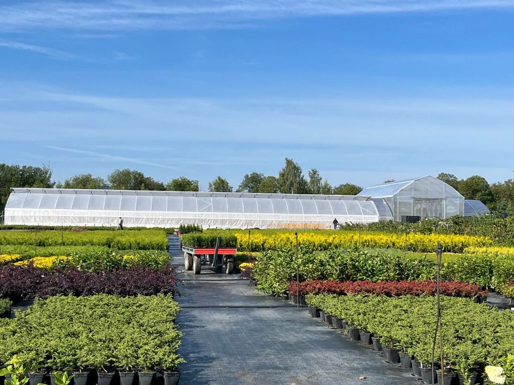 Fidan yetiştiriciliği Gordeev Sad, Kalujskaya oblastı, foto