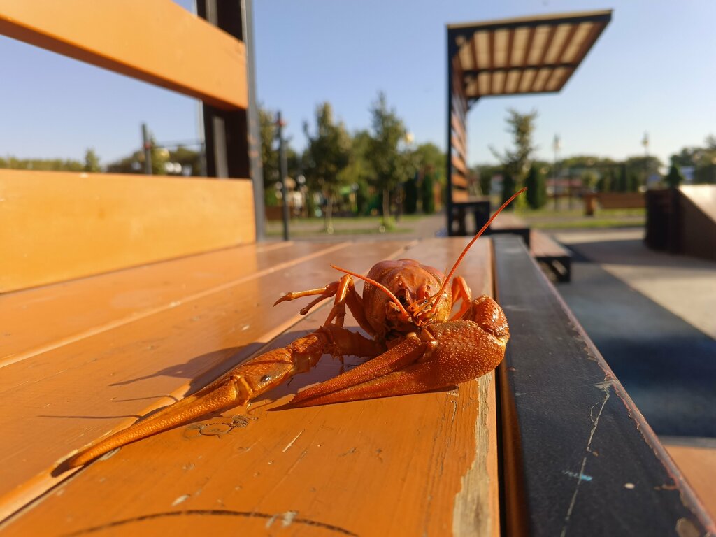Market Magnit Moya Tsena, Stavropolski krayı, foto