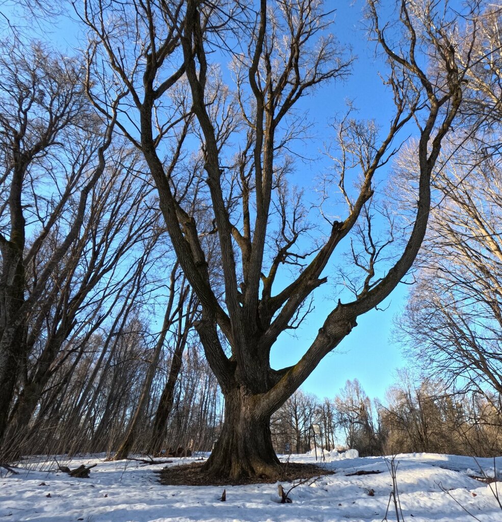 Doğa Дуб, Smolenskaya oblastı, foto