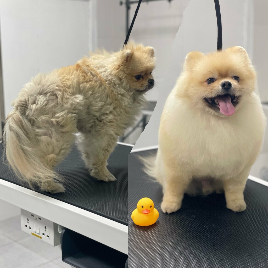 Evcil hayvan kuaförleri Bubble Groom, Almatı, foto