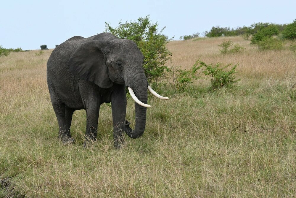 Otel Drunken Elephant Mara, Dünya, foto
