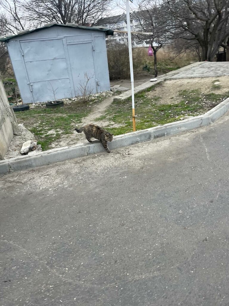 Çöp alanları Trash and garbage disposal area, Feodosya (Kefe), foto