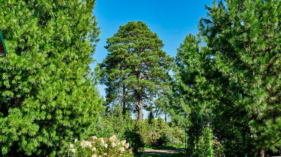 Arazi dizisi Cedar park, Moskova ve Moskovskaya oblastı, foto