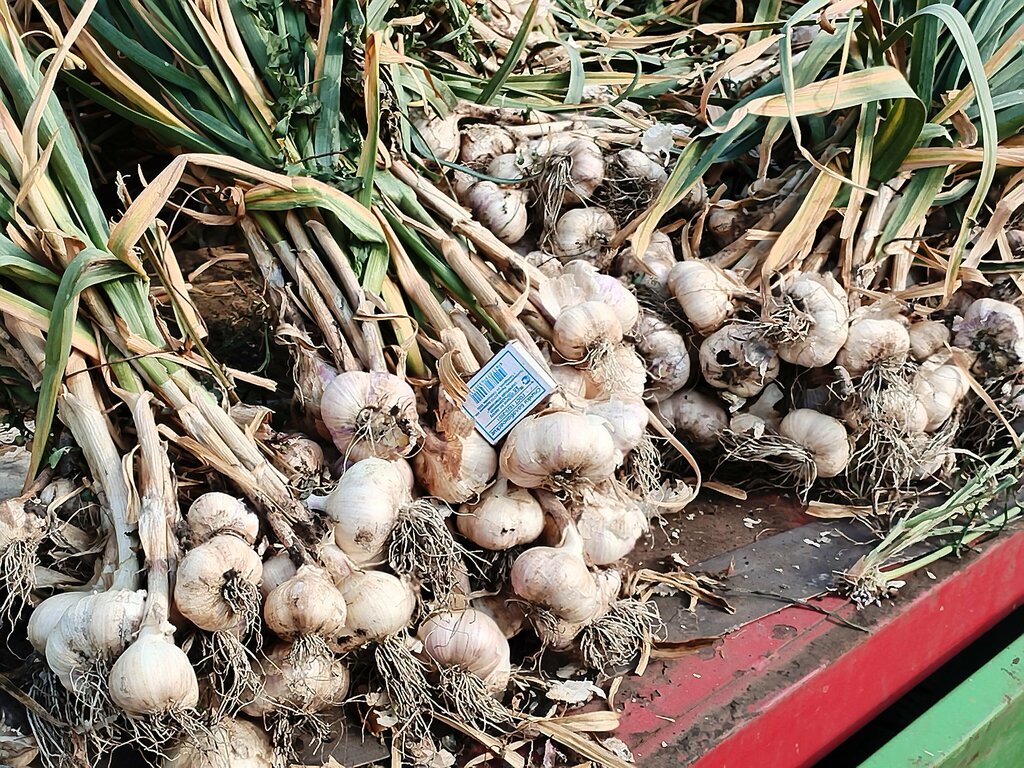 Tarım ürünleri firmaları Самарский чесночок, Samarskaya oblastı, foto