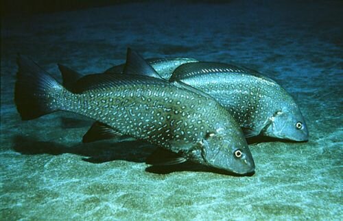 Dalış kulüpleri ve eğitim merkezleri Deep, Kemer, foto