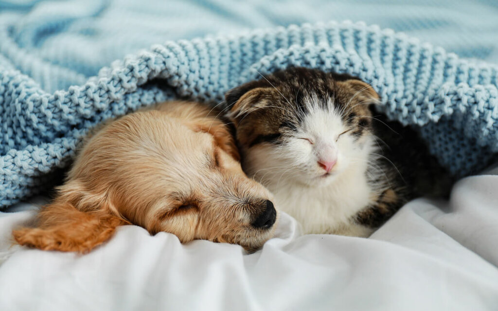 Petshop Cat & Dog Fit, İstanbul, foto