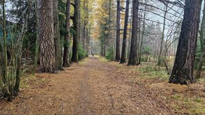 Лиственничная аллея усадьбы Софиевка (Leningrad Region, Vsevolozhsk, park usadby Sofiyevka), doğa  Vsevolgsk'tan