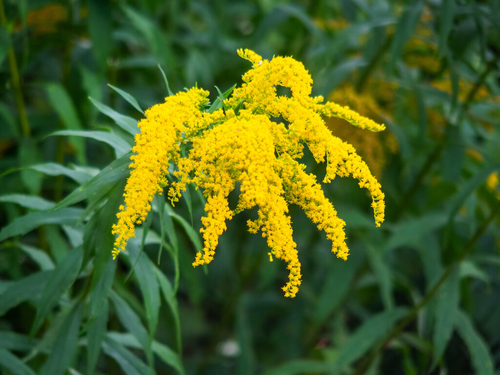 Bal ve arıcılık firmaları Med i produkty pchelovodstva, Kirovskaya oblastı, foto