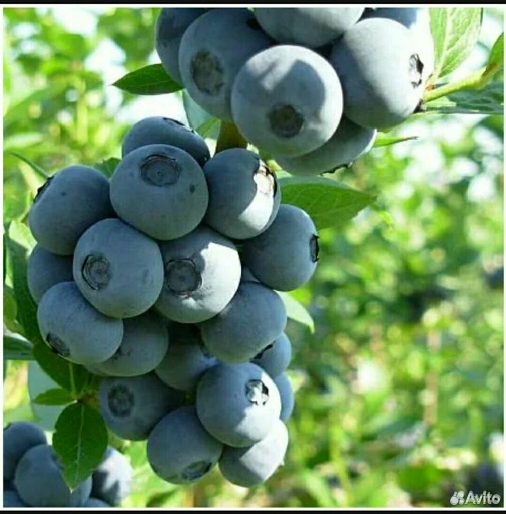 Fidan yetiştiriciliği Питомник растений, Tataristan, foto