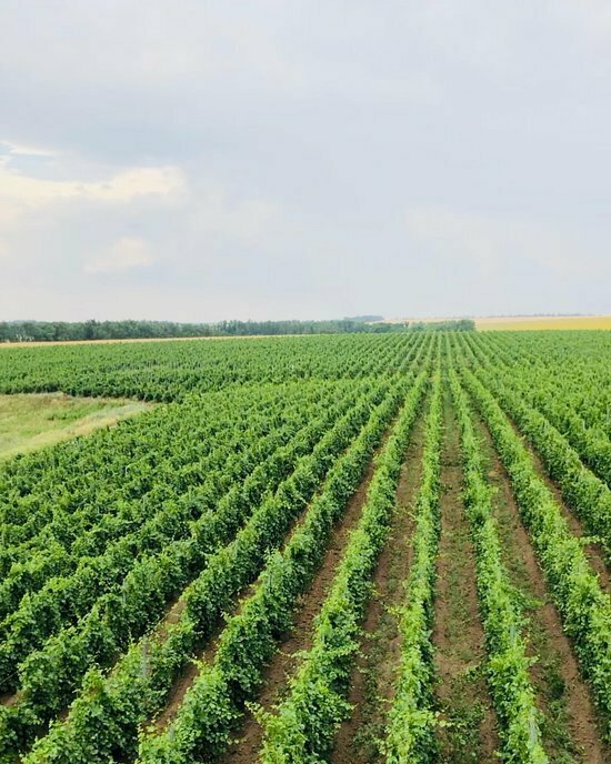 Şaraphane Don winery Elbuzd, Rostovskaya oblastı, foto