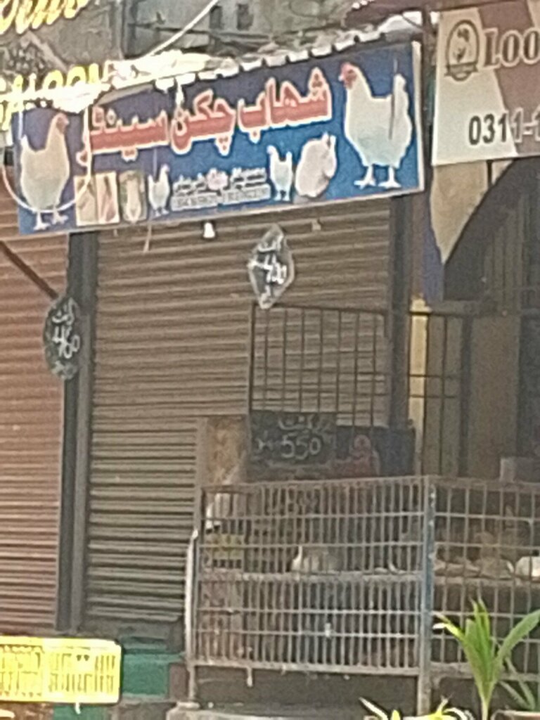 Kanatlı hayvan ürünleri ve yumurta Shahab chicken centre, Karaçi, foto