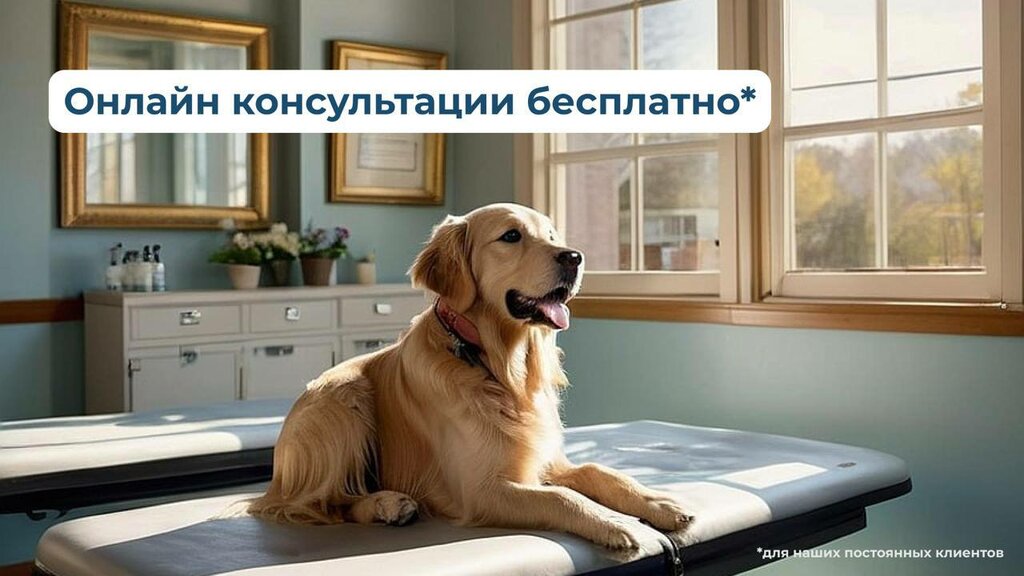 Veteriner klinikleri Лапа Помощи, Moskova, foto