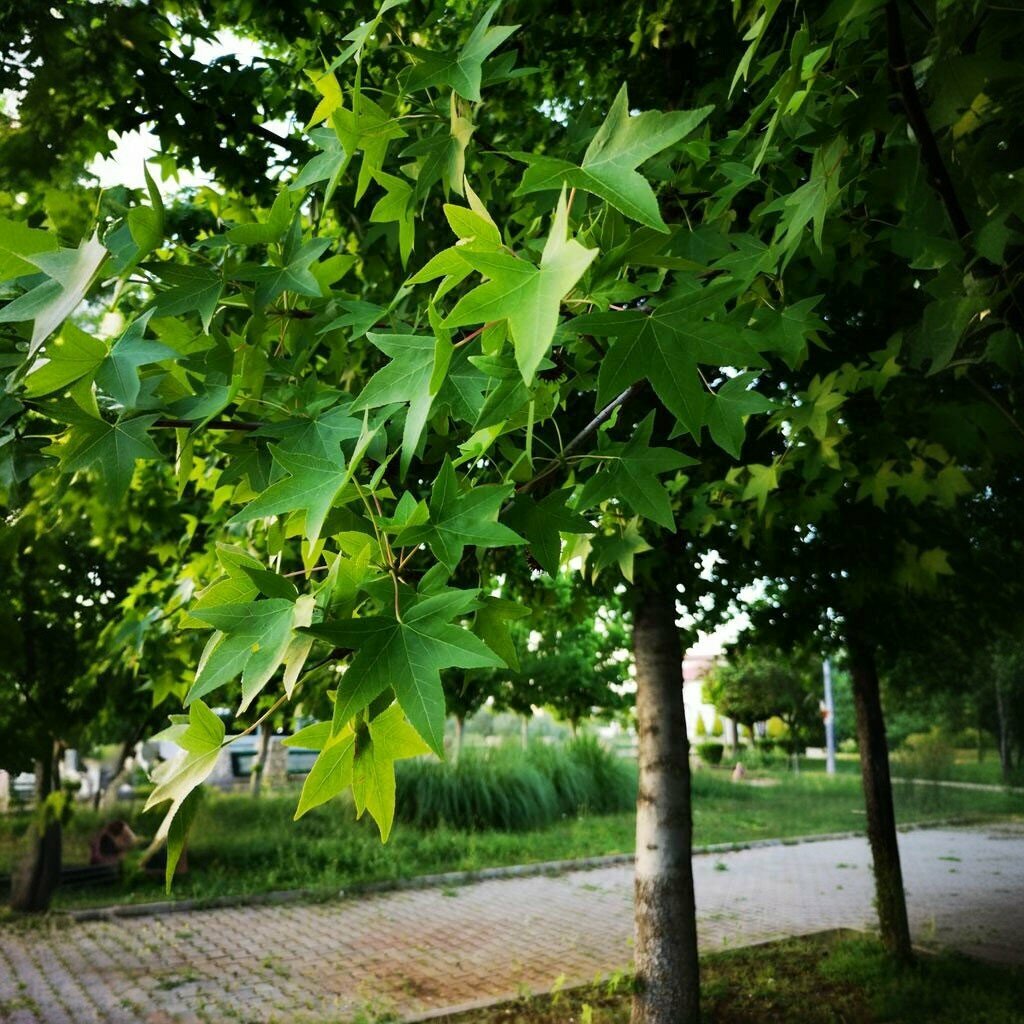 Kültür ve eğlence parkları Necati Yanar Parkı, Döşemealtı, foto