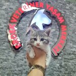 Erdek VeterİNer YaŞAm Merkezİ (Balıkesir, Erdek, Yalı Mah., 6000. Sok., 4), veteriner klinikleri  Erdek'ten