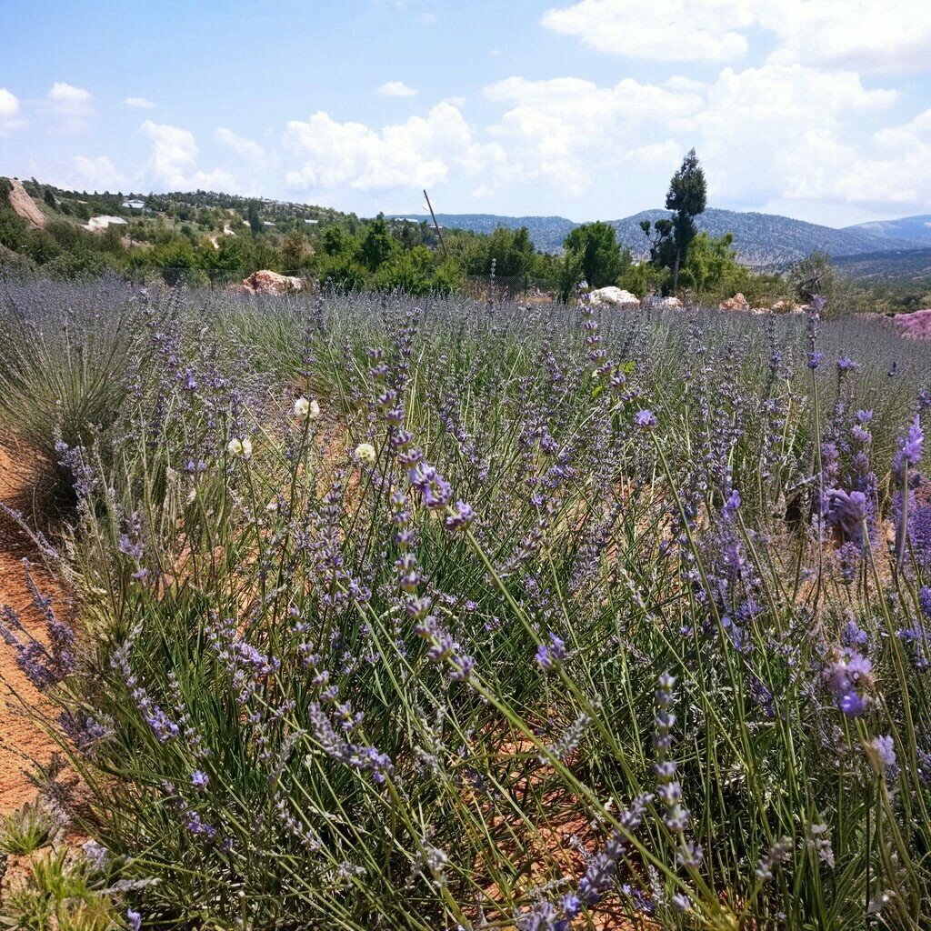 Unutulmaz olayların yeri Sayvant Lavanta, Gülnar, foto
