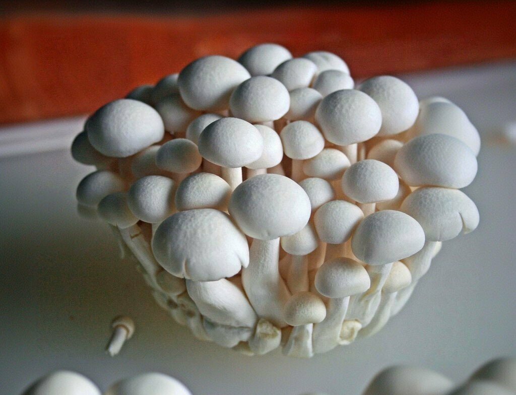 Gıda üreticileri Protein Mantar, Urla, foto