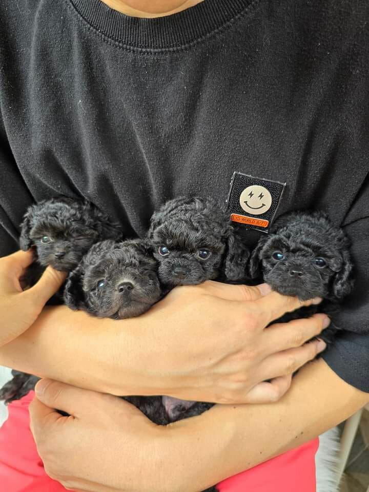 Petshop Ankara Puppies, Ankara, foto