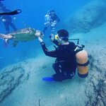 Scuba Turtle Diving School (Antalya, Alanya, Avsallar Mah., İncekum Cad., 38), dalış kulüpleri ve eğitim merkezleri  Alanya'dan