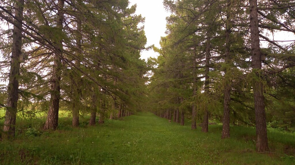 Kültür ve eğlence parkları Лиственничная аллея, Tataristan, foto