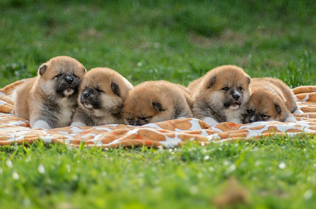 Evcil hayvan yetiştiricileri Junesun, Minskaya oblastı, foto