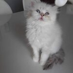 Pet House (Samsun, İlkadım, Doktor Kamil Cad., 35), petshop  Samsun'dan