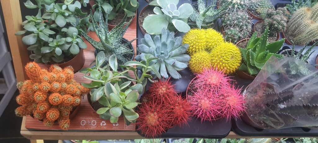 Çiçekçiler Azaliya, Yahudi Özerk Bölgesi, foto